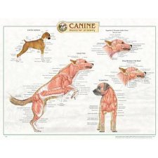 Canine Muscular Anatomy Chart by Anatomical Chart Company (9781587795053)
